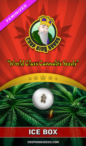 Buy Ice Box Strain Feminized Seeds | Crop King Seeds