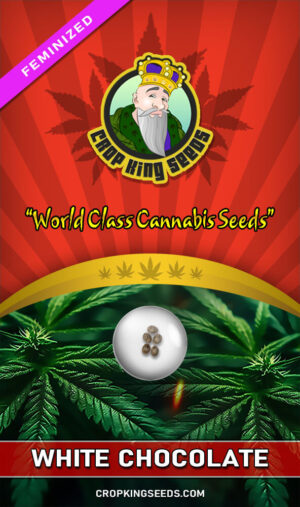 Buy White Chocolate Strain Feminized Seeds | Crop King Seeds