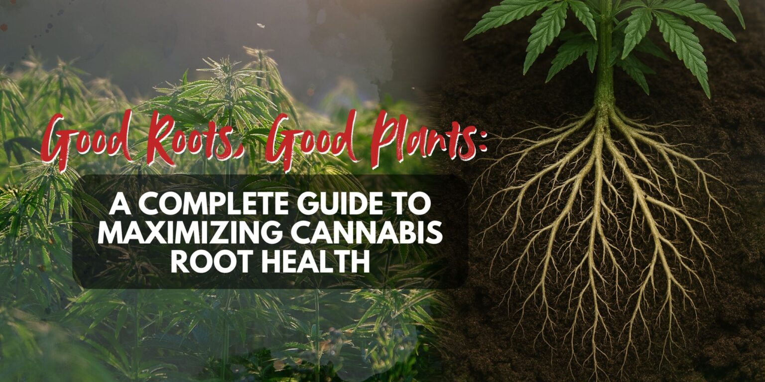 Good Roots, Good Plants: A Complete Guide to Maximizing Cannabis Root ...