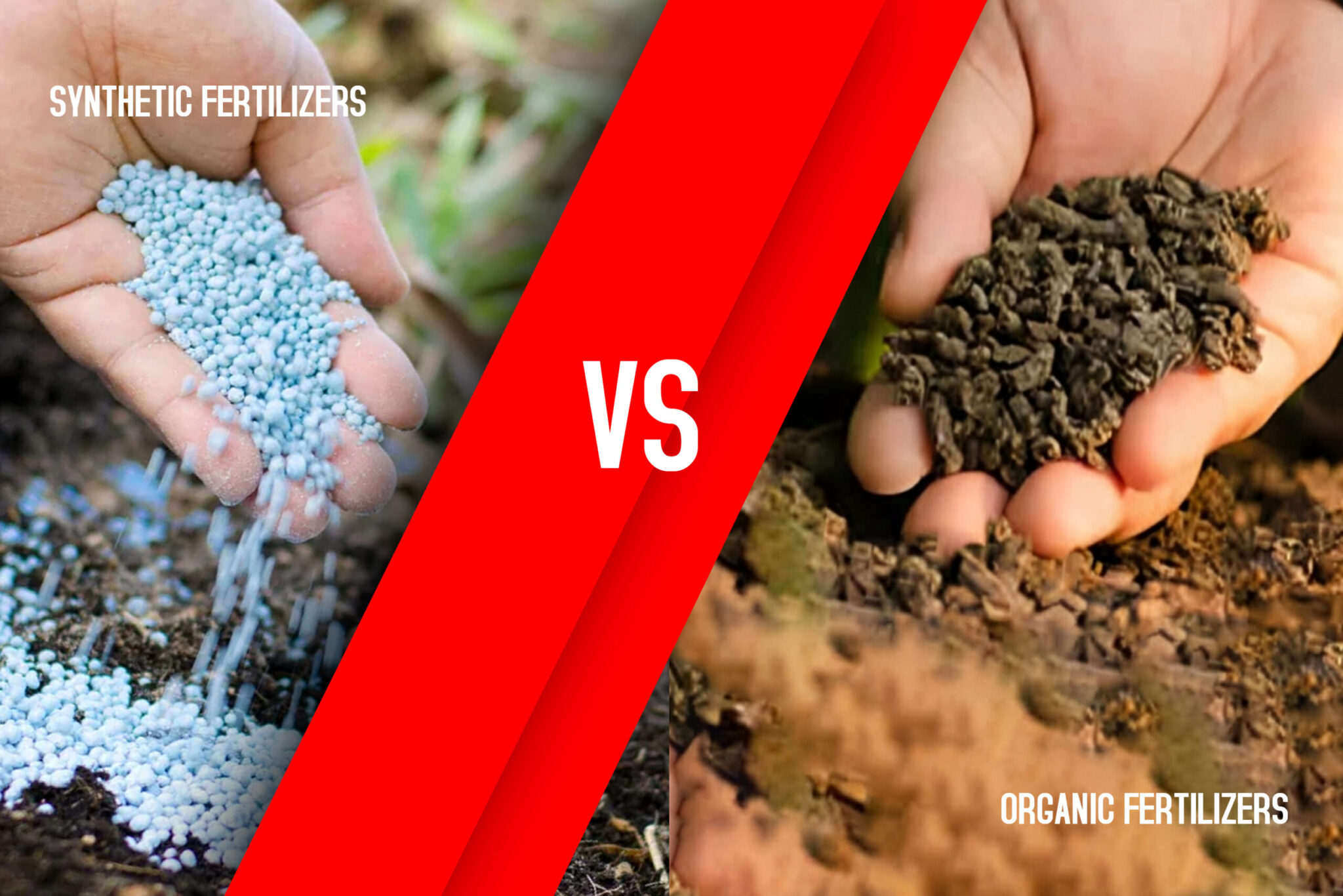 Cannabis Fertilizing Guide for Better Bud Development | Crop King Seeds