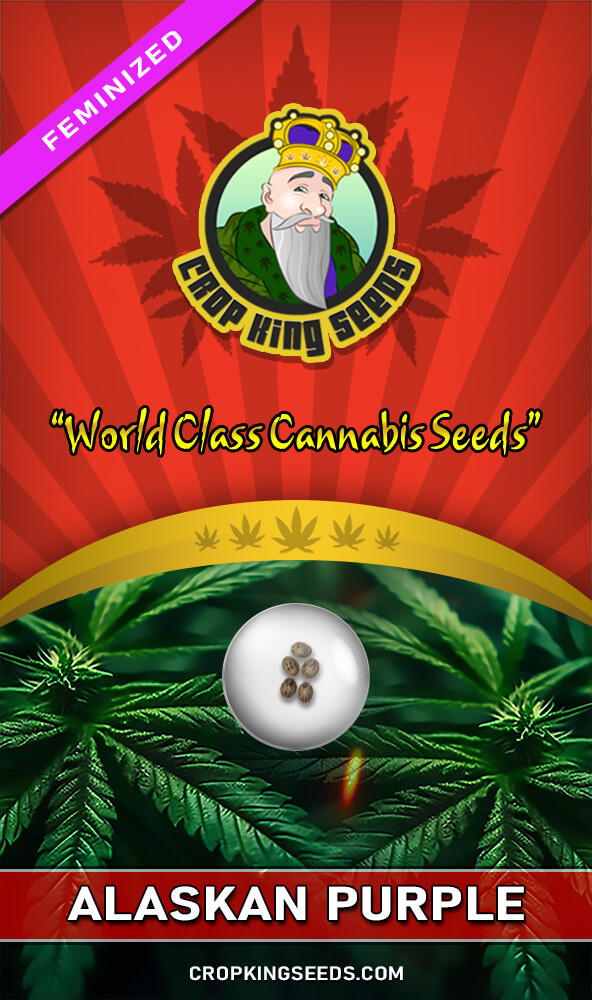 Alaskan Purple Feminized Seeds | Crop King Seeds