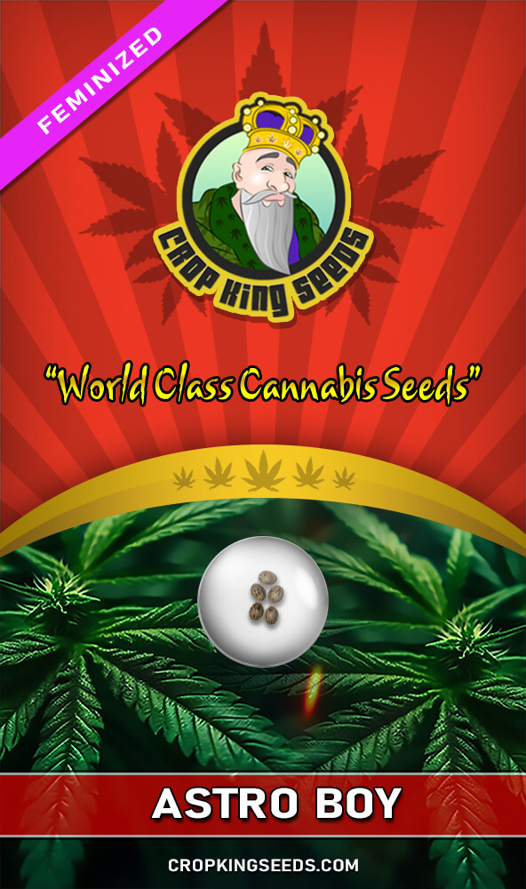 Astro Boy Feminized Marijuana Seeds | Crop King Seeds