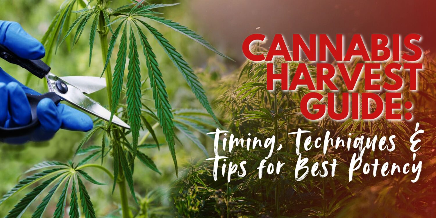 Cannabis Harvest Guide: Timing, Techniques & Tips for Best Potency ...
