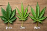 Marijuana Leaf Identification Guide: Types and Solutions | Crop King Seeds