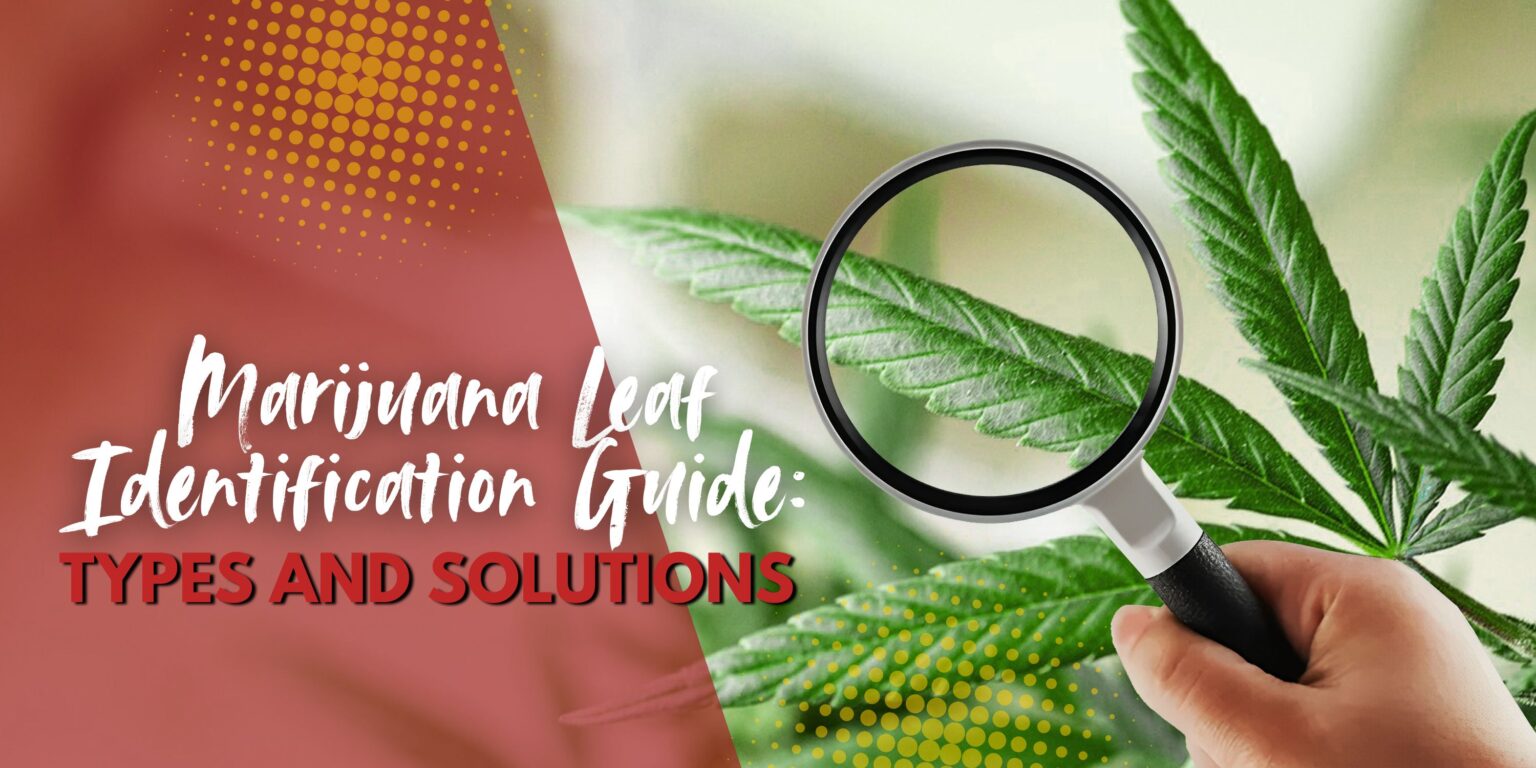 Marijuana Leaf Identification Guide: Types and Solutions | Crop King Seeds