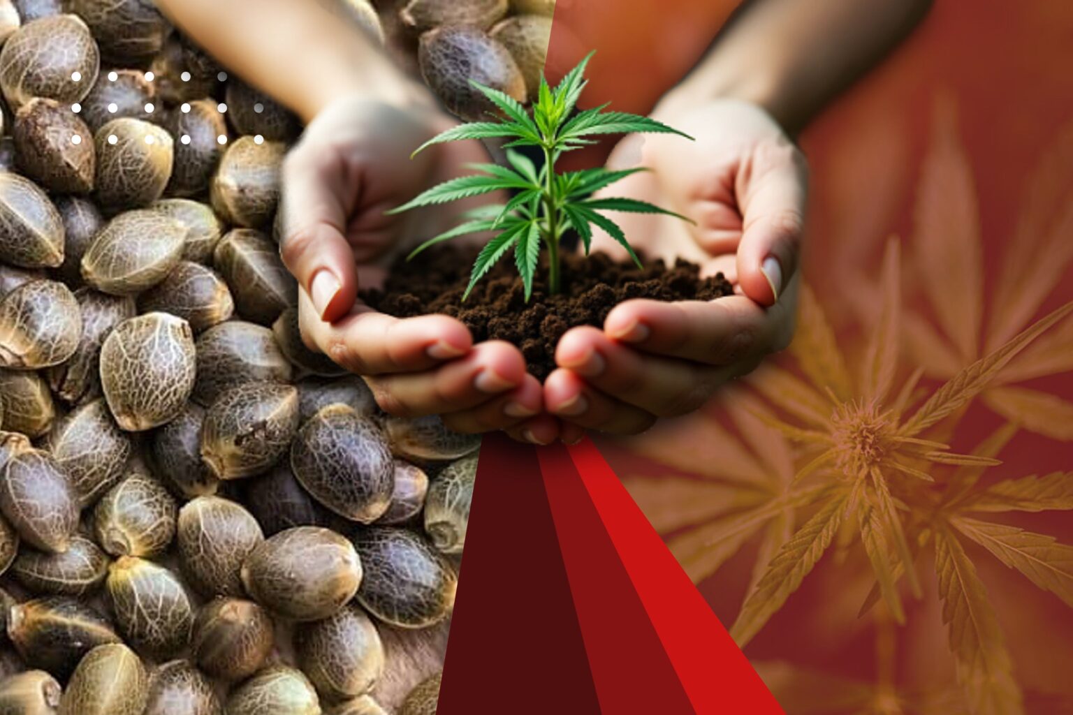 Mastering the Cannabis Seedling Phase | Crop King Seeds