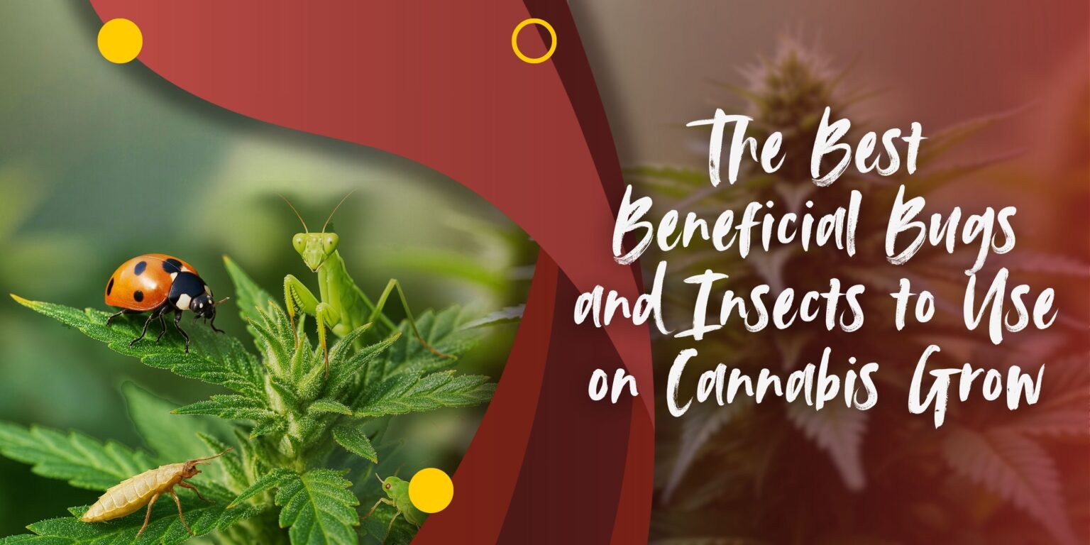 The Best Beneficial Bugs and Insects to Use on Cannabis Grow | Crop ...