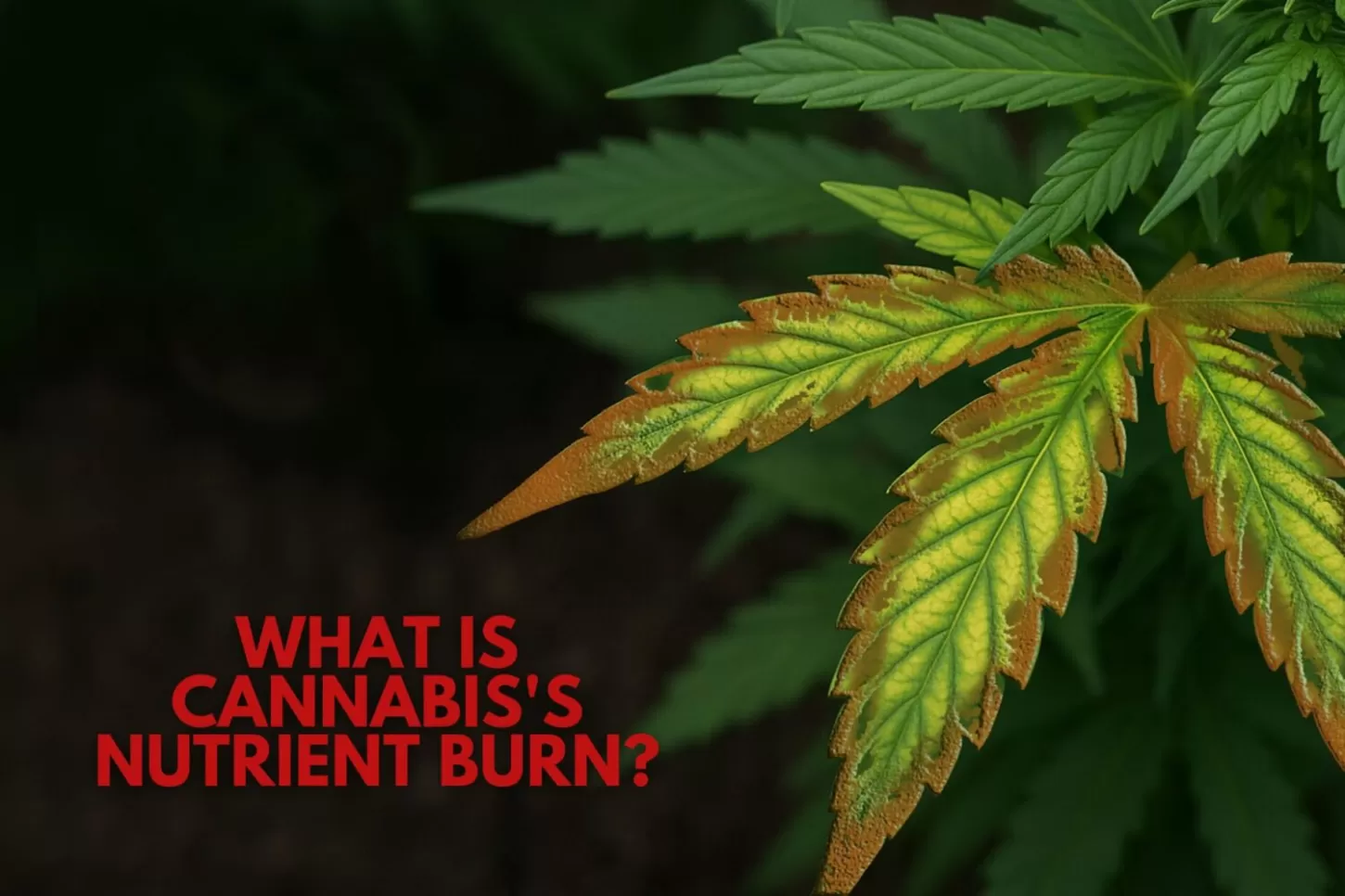Cannabis Nutrient Burn: Diagnosis, Prevention, and Effective Recovery ...
