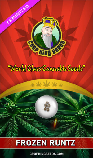 Buy Frozen Runtz Feminized Seeds | Crop King Seeds