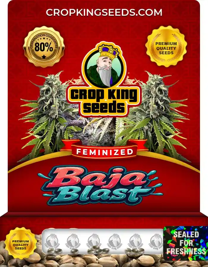 Baja Blast Feminized Seeds | Crop King Seeds