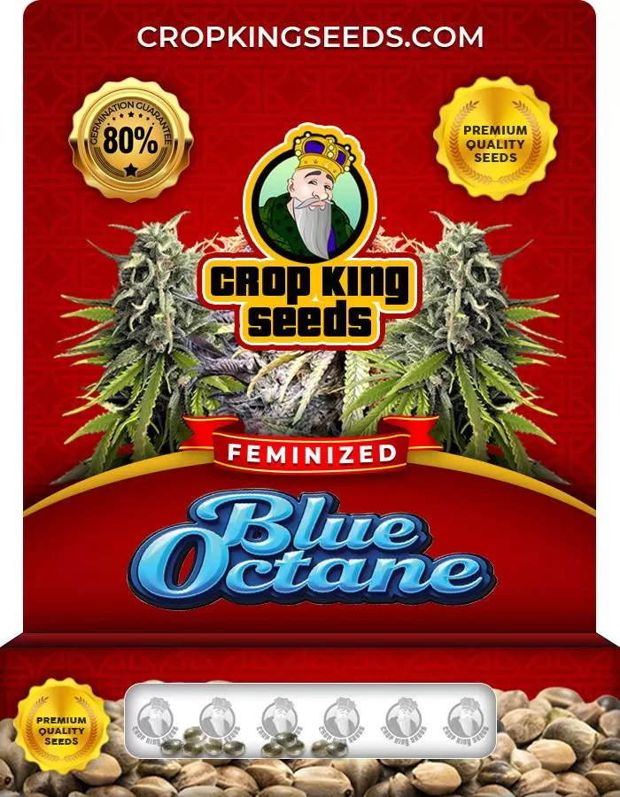 Blue Octane Feminized Seeds | Crop King Seeds