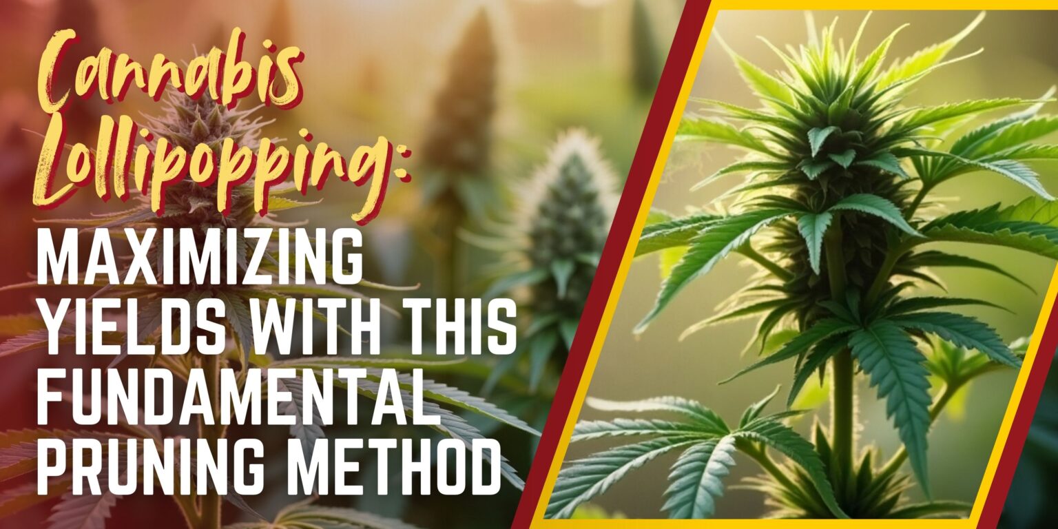 Cannabis Lollipopping: Maximizing Yields with this Fundamental Pruning ...