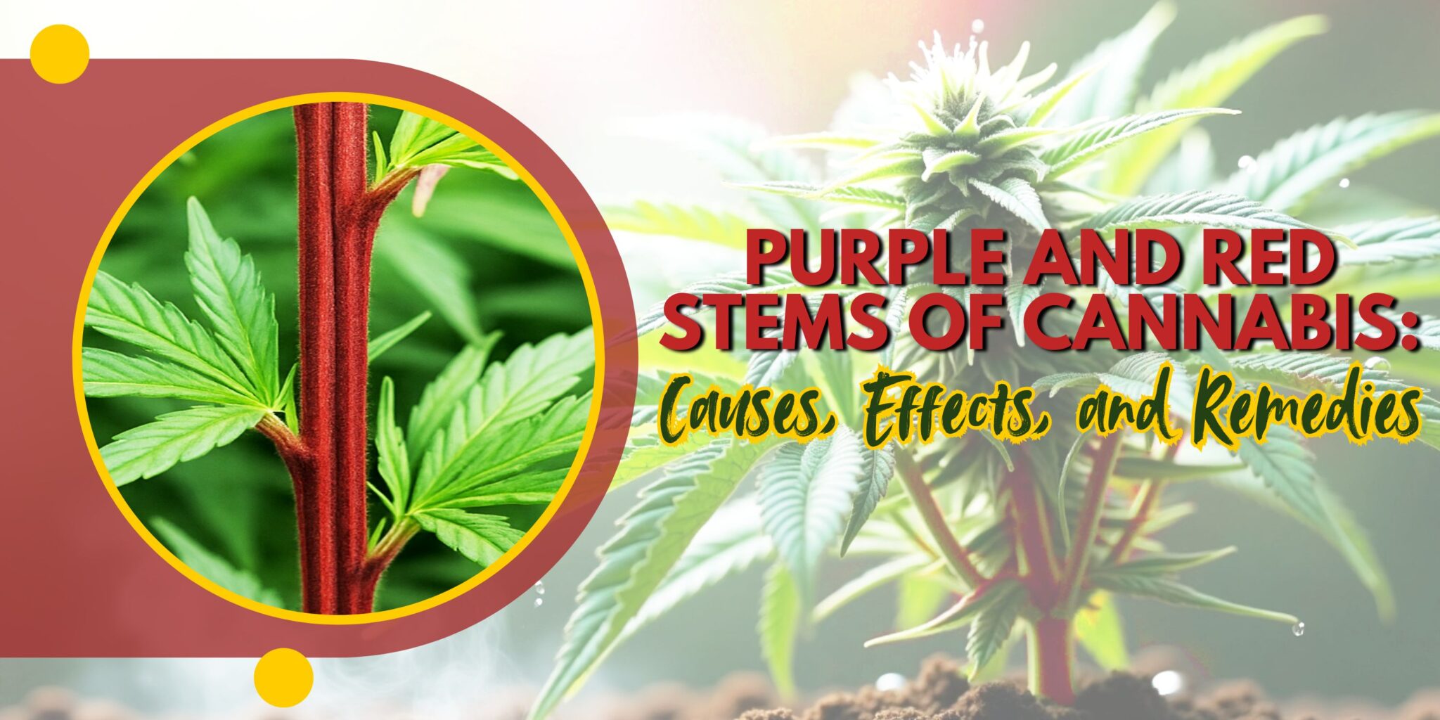 Purple and Red Stems of Cannabis: Causes, Effects, and Remedies | Crop ...