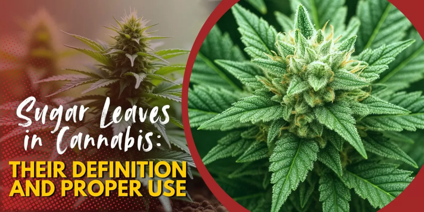 Sugar Leaves in Cannabis: Their Definition and Proper Use | Crop King Seeds