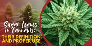 Sugar Leaves in Cannabis: Their Definition and Proper Use | Crop King Seeds