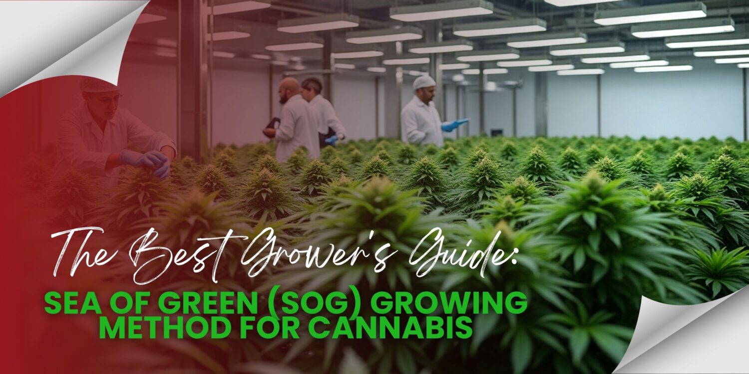 The Best Grower's Guide: Sea of Green (SOG) Growing Method for Cannabis | Crop King Seeds