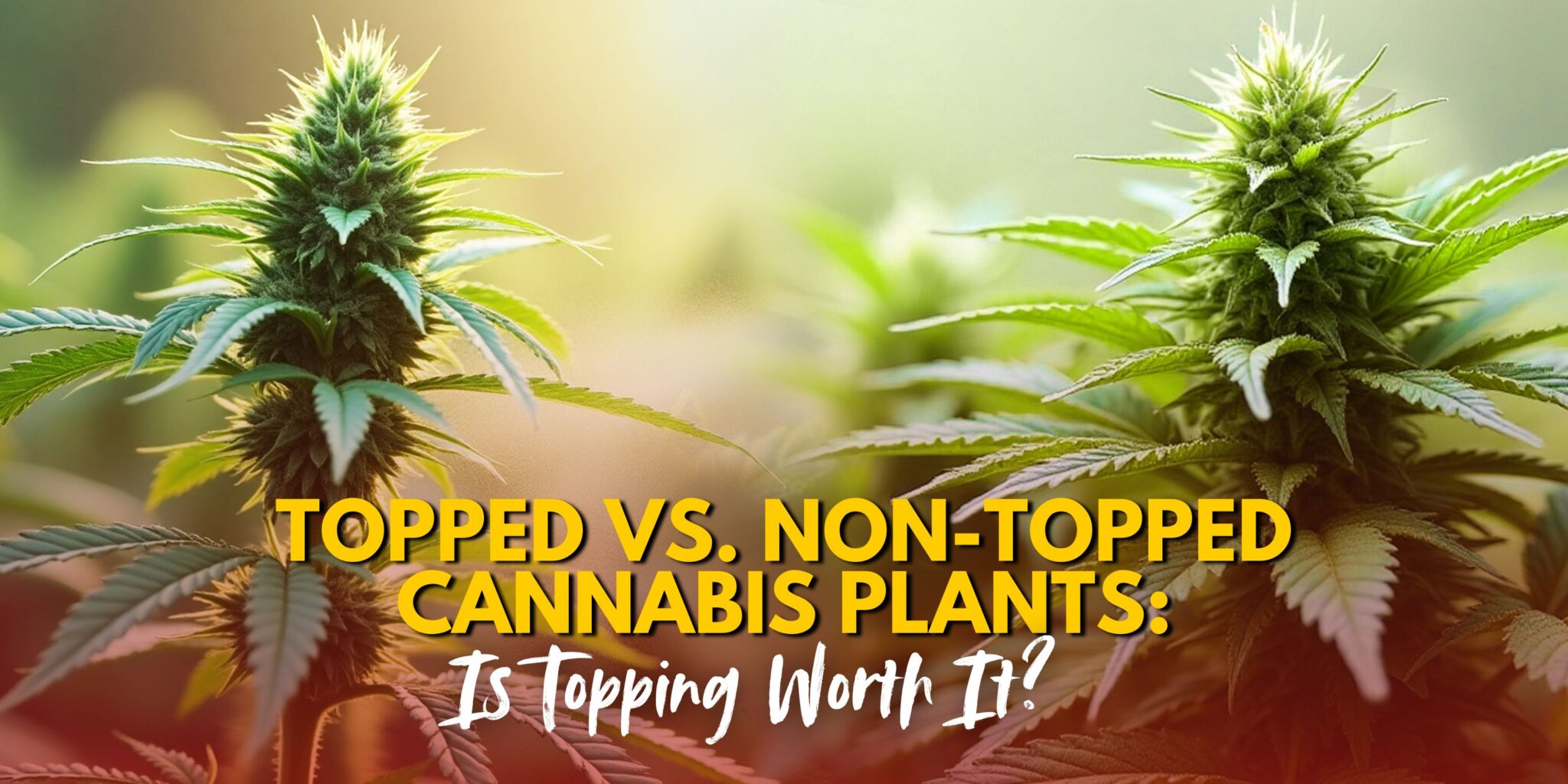 Topped vs. Non-Topped Cannabis Plants: Is Topping Worth It? | Crop King ...