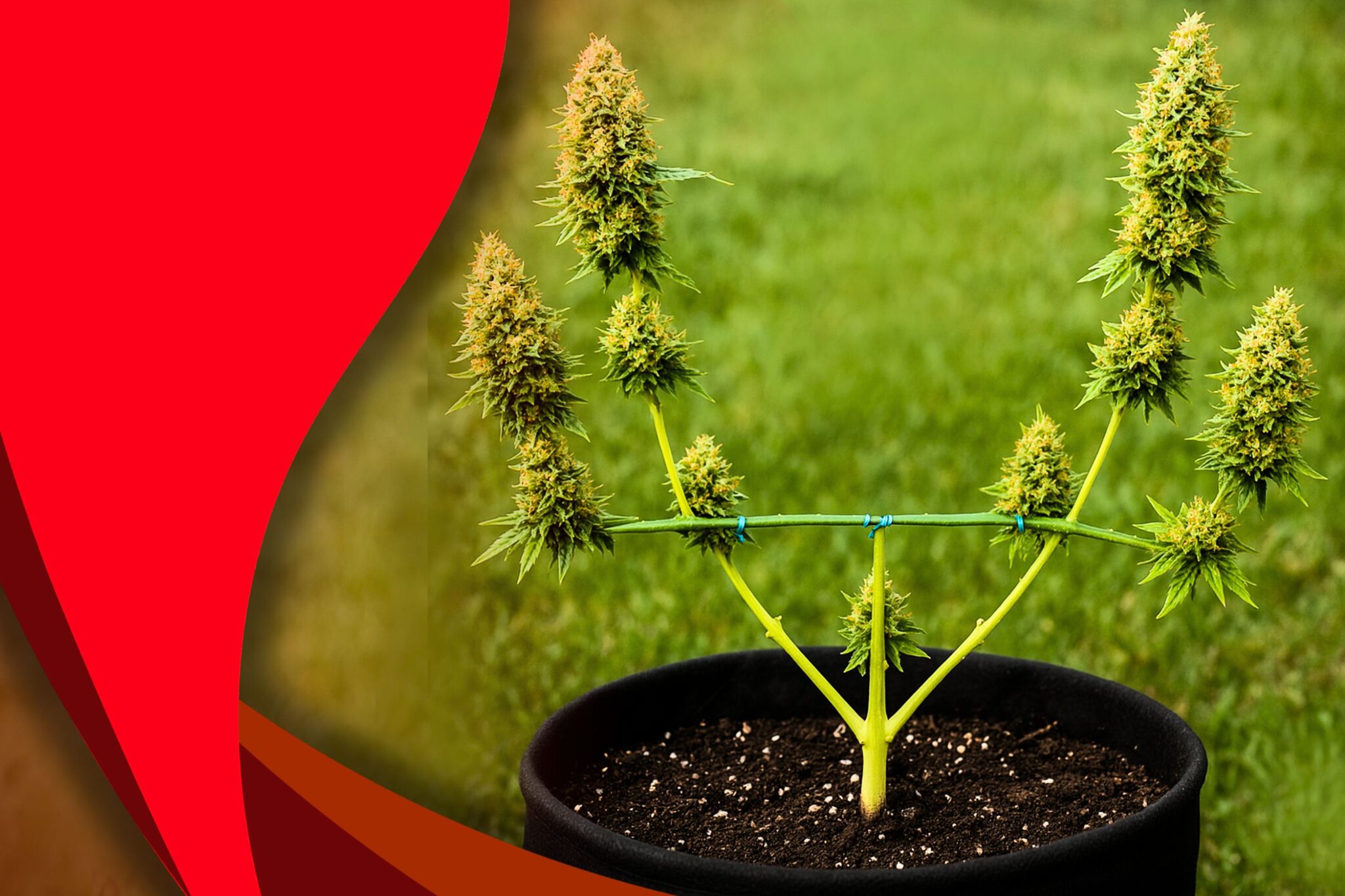 Mainlining Cannabis: The Complete Guide to Nugbuckets' Method | Crop ...