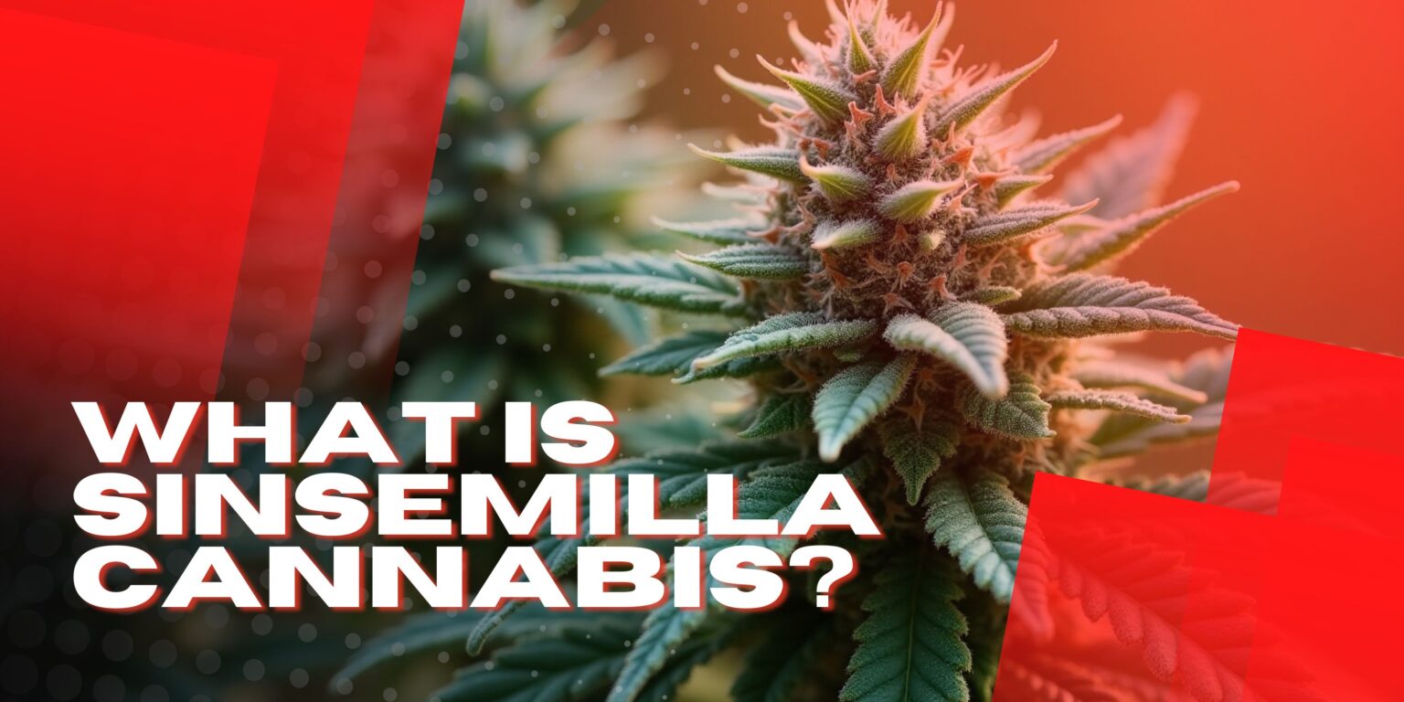 What Is Sinsemilla Cannabis? | Crop King Seeds