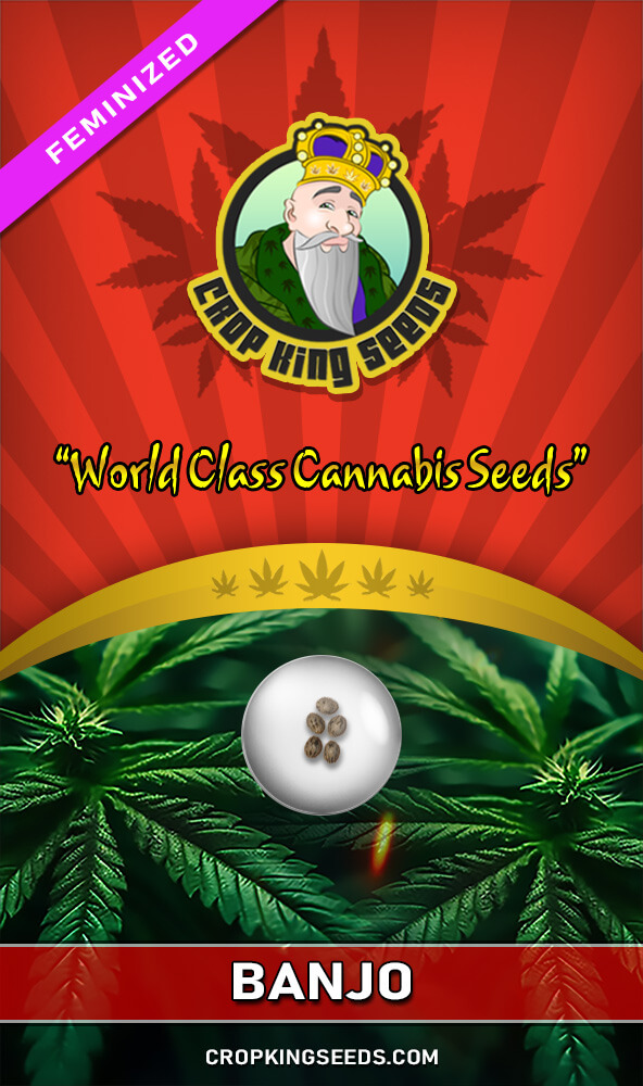 Buy Banjo Feminized Seeds | Crop King Seeds