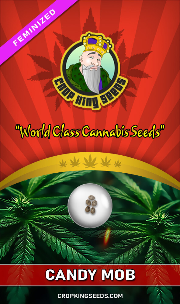 Buy Candy Mob Feminized Seeds | Crop King Seeds