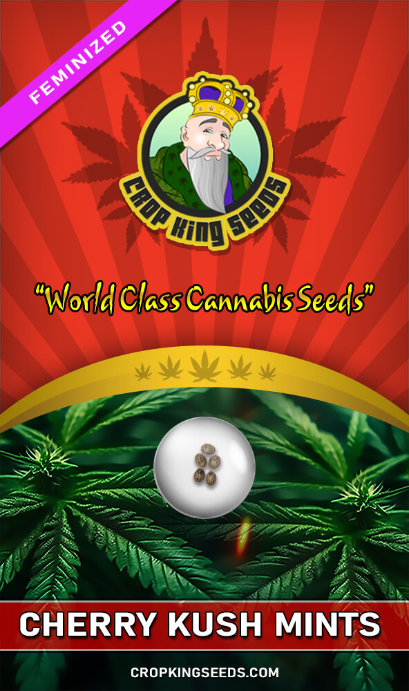 Buy Cherry Kush Mints Feminized Seeds | Crop King Seeds