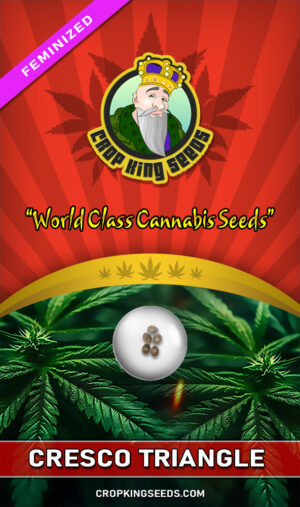 Buy Cresco Triangle Feminized Seeds | Crop King Seeds