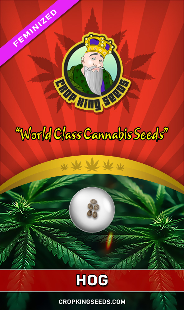 Buy Hog Strain Feminized Seeds | Crop King Seeds