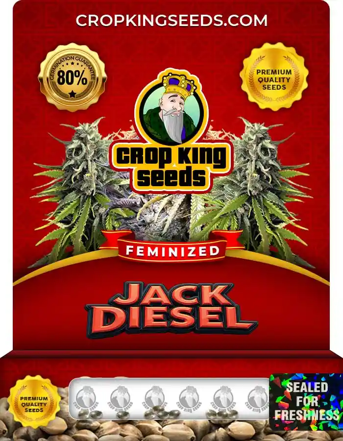 Jack Diesel Feminized Seeds | Crop King Seeds