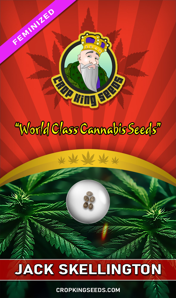 Buy Tinselmints Strain Feminized Marijuana Seeds | Crop King Seeds
