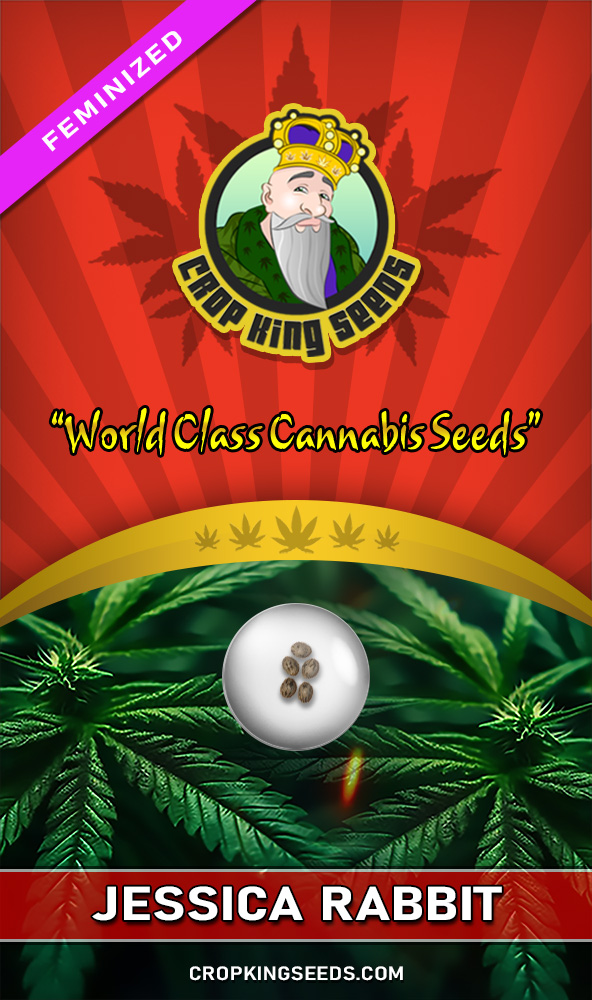 Buy Maui Wowie Strain Feminized Seeds | Crop King Seeds