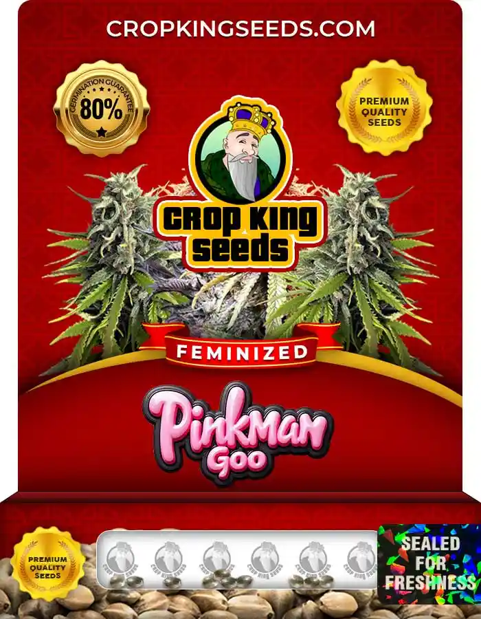Pinkman Goo Feminized Seeds | Crop King Seeds