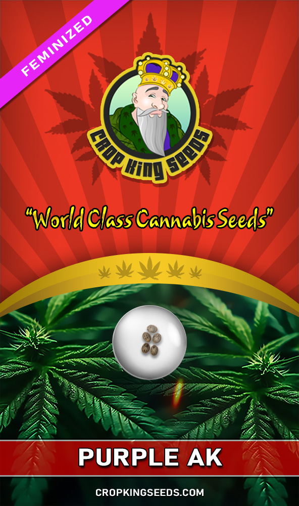 Buy Purple AK Feminized Seeds | Crop King Seeds