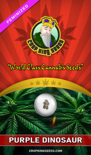 Purple Dinosaur Feminized Seeds | Crop King Seeds