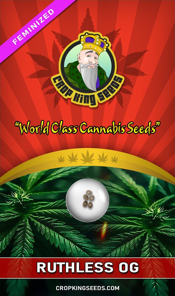 Ruthless OG Feminized Seeds | Crop King Seeds