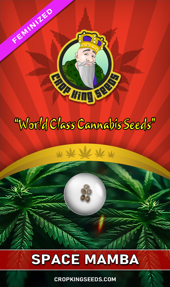 Space Mamba Feminized Seeds | Crop King Seeds