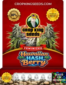 Hawaiian Hash Berry Strain Feminized Seeds | Crop King Seeds