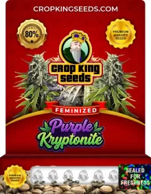 Purple Kryptonite Strain Feminized Seeds | Crop King Seeds